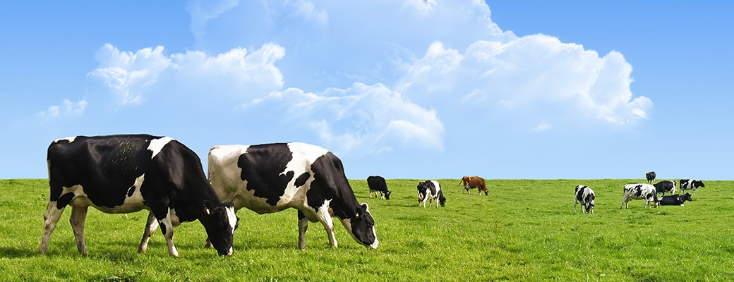 Our Commitment to Manufacturing | MEGMILK SNOW BRAND Pure&Touch