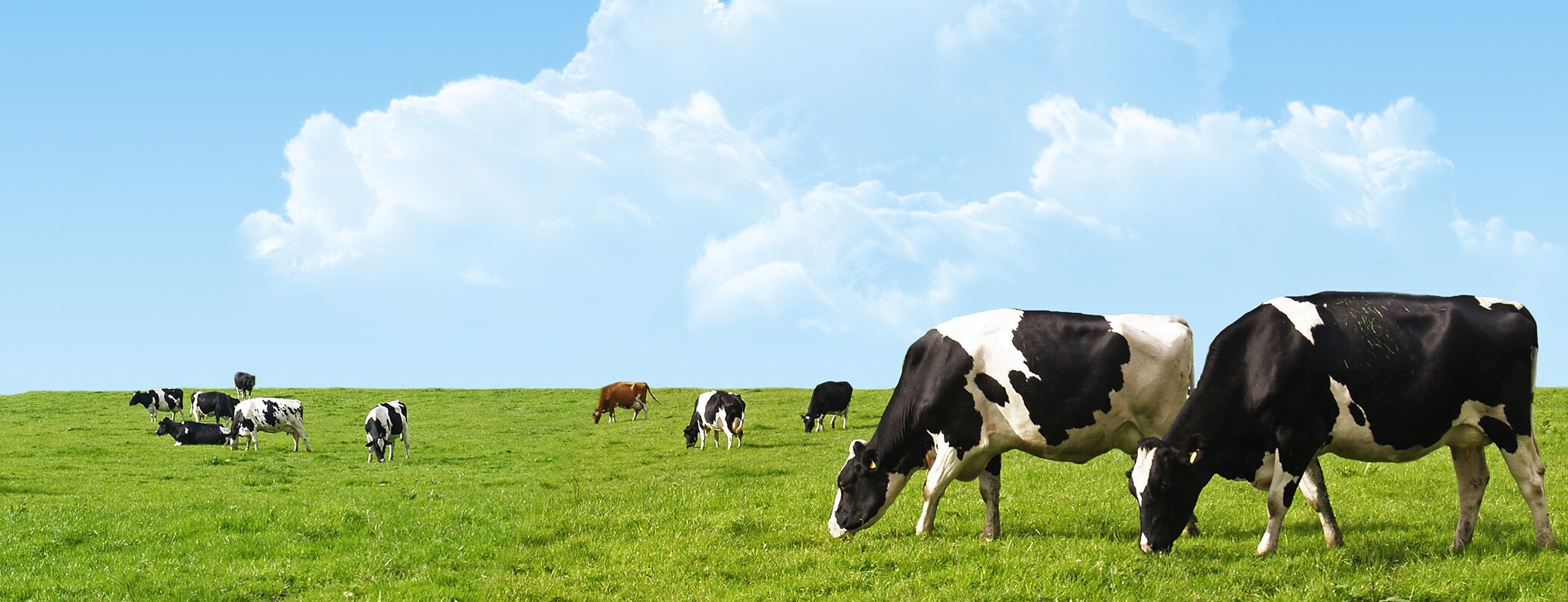 Company | MEGMILK SNOW BRAND Pure&Touch