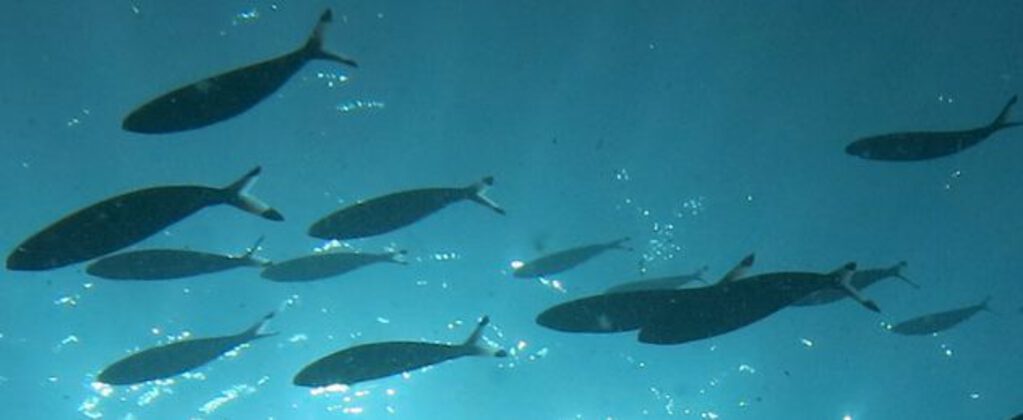 Seafoodlegacy Blog Archive 課題は山積み!?東京オリンピック水産物調達基準(案)発表