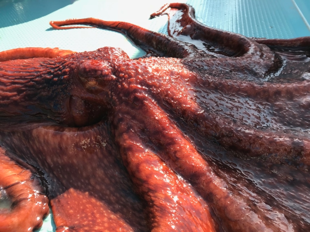 Seafoodlegacy Blog Archive このまちでずっと漁師をしたい! 北海道ミズダコ漁業をブランディング(前編