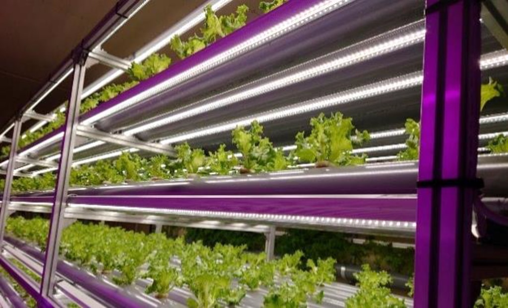 農業用LEDを初期投資0円導入！│ 株式会社NEXYZ.